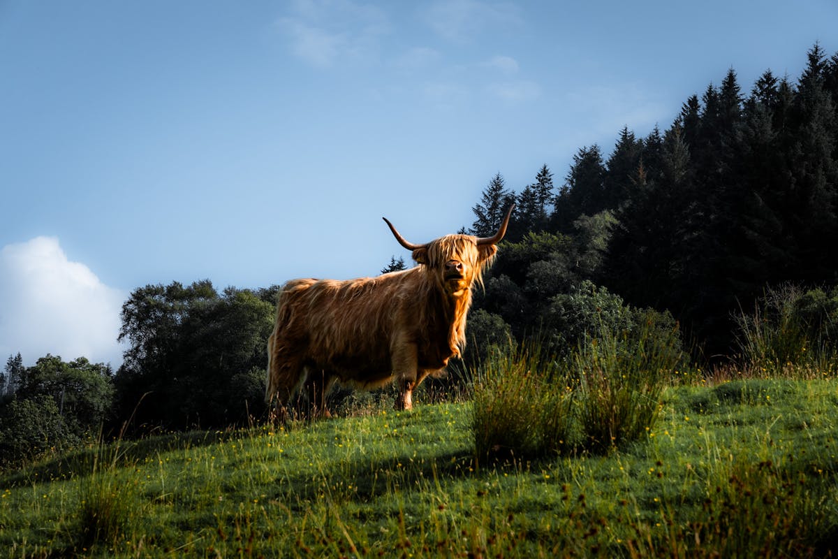 Scottish Highland cow with long horns standing in a green pasture