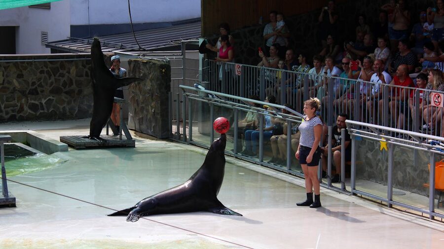 Sea lion performing tricks with a ball in front of an audience at a show