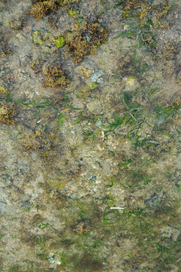 Seagrass and algae growing underwater in a natural marine ecosystem
