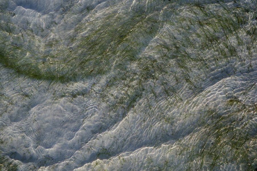 Peaceful shot of seagrass swaying beneath clear rippling water in sunlight
