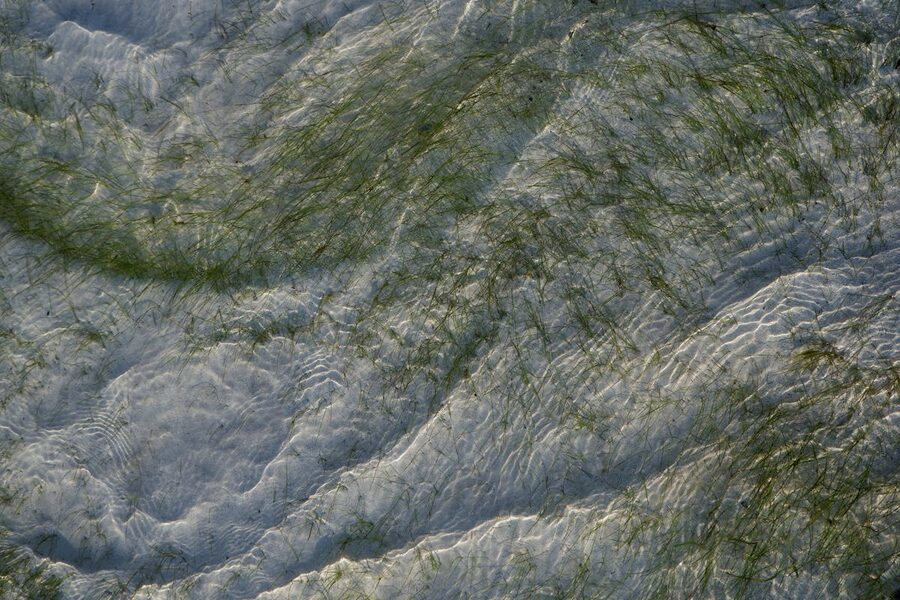 Seagrass meadow swaying beneath clear rippling water in sunlight