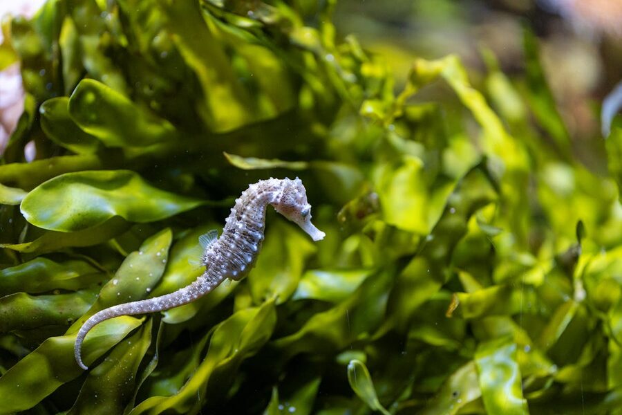 Seahorse camouflaged in vibrant green seaweed in its natural underwater habitat