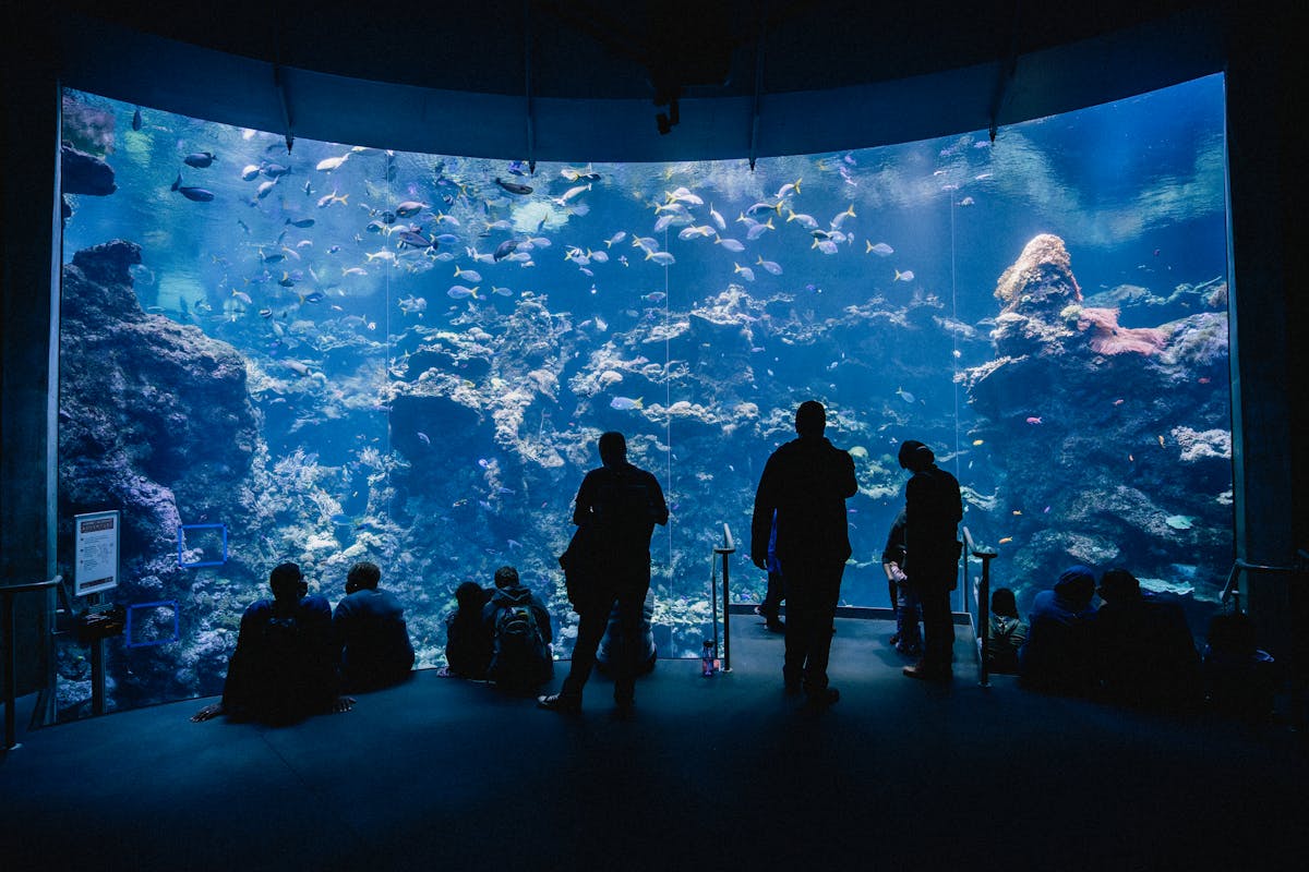 Visitors silhouetted against a glowing blue aquarium display