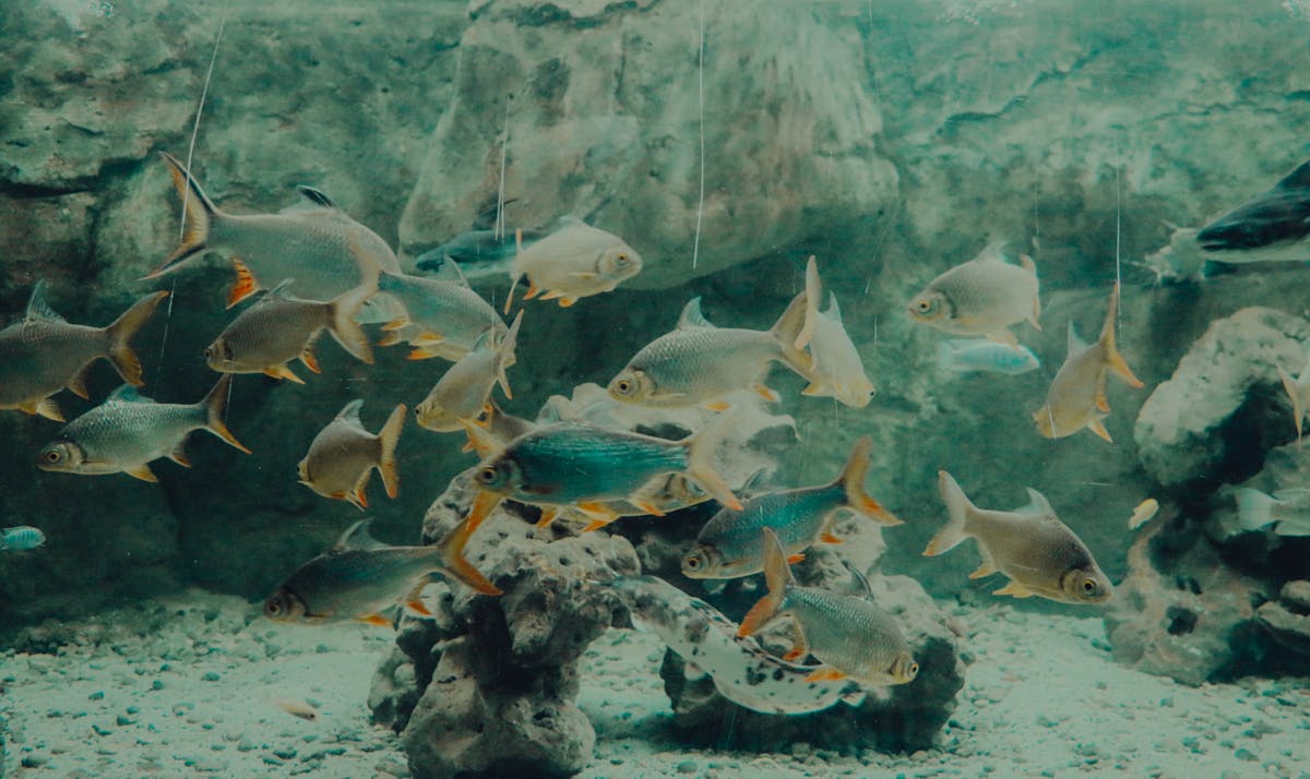 Tropical fish swimming in a large aquarium tank