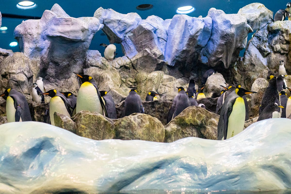 Group of penguins standing in their rocky aquarium enclosure