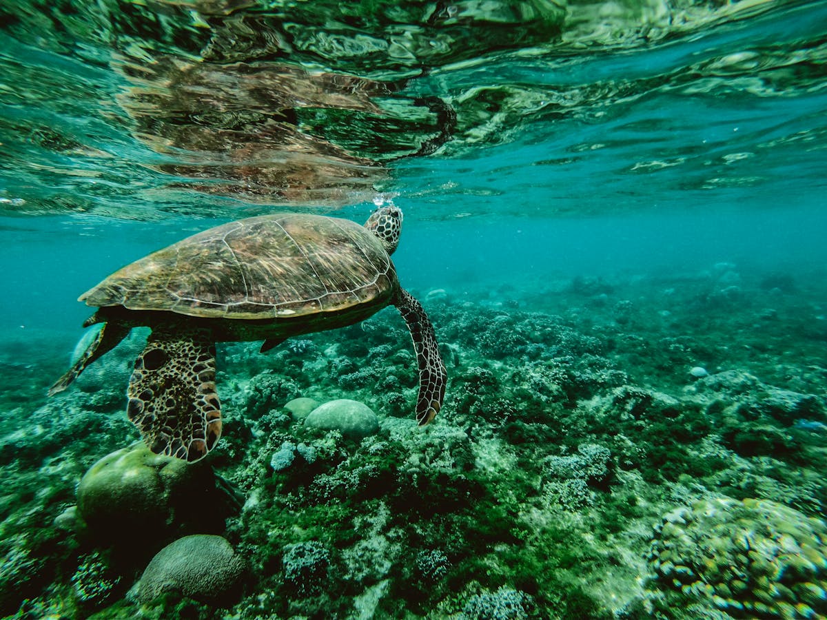 Green sea turtle gliding through clear water