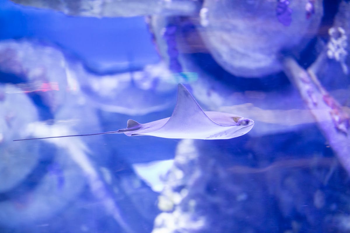 Stingray swimming past a colourful aquarium display