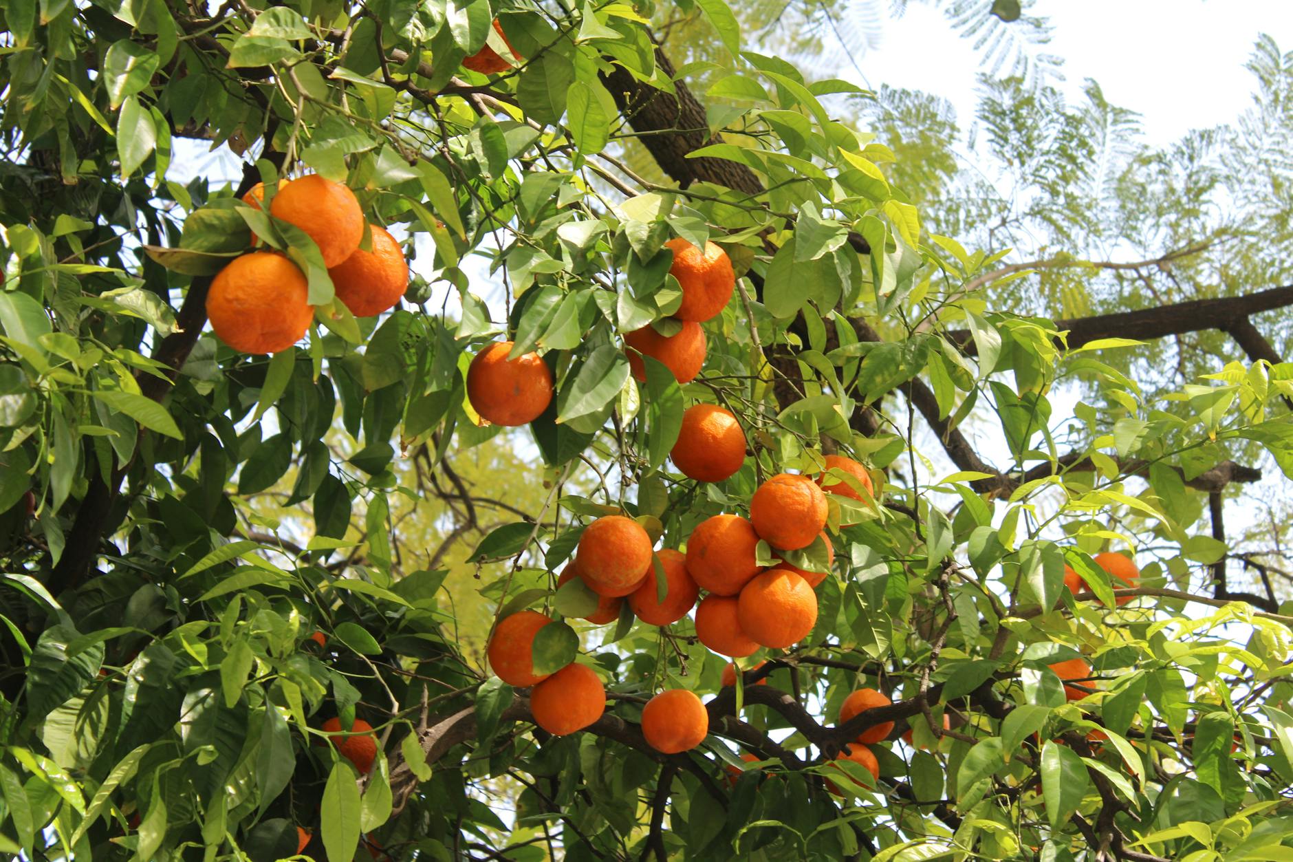 Ripe oranges hanging from trees in Seville with warm sunlight