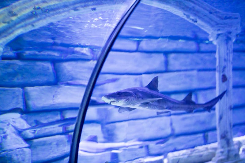 A shark swims above visitors in an underwater glass tunnel at an aquarium