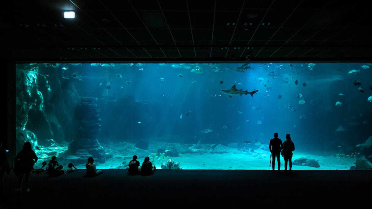 Silhouetted visitors observing a shark in a large aquarium with blue lighting