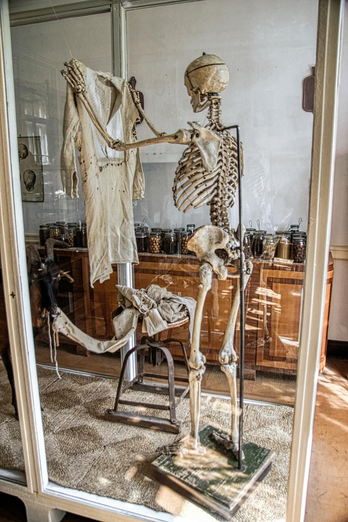 Anatomical skeleton display in a museum setting