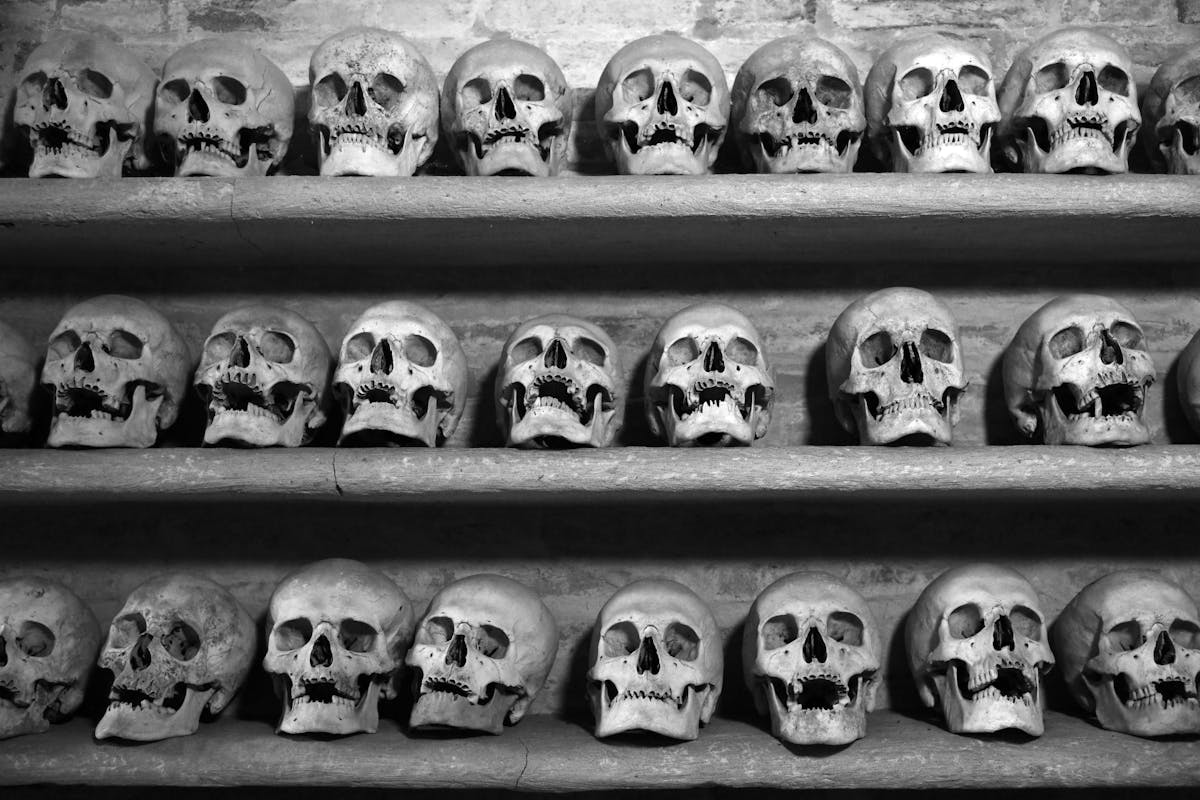 Row of skulls displayed on shelves creating a haunting atmosphere
