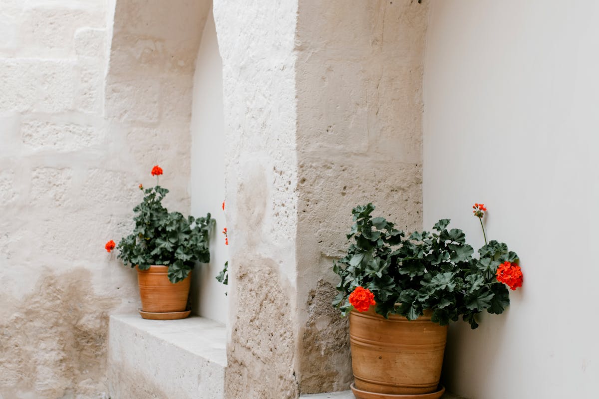 Red flowering plants in pots against an old stone wall