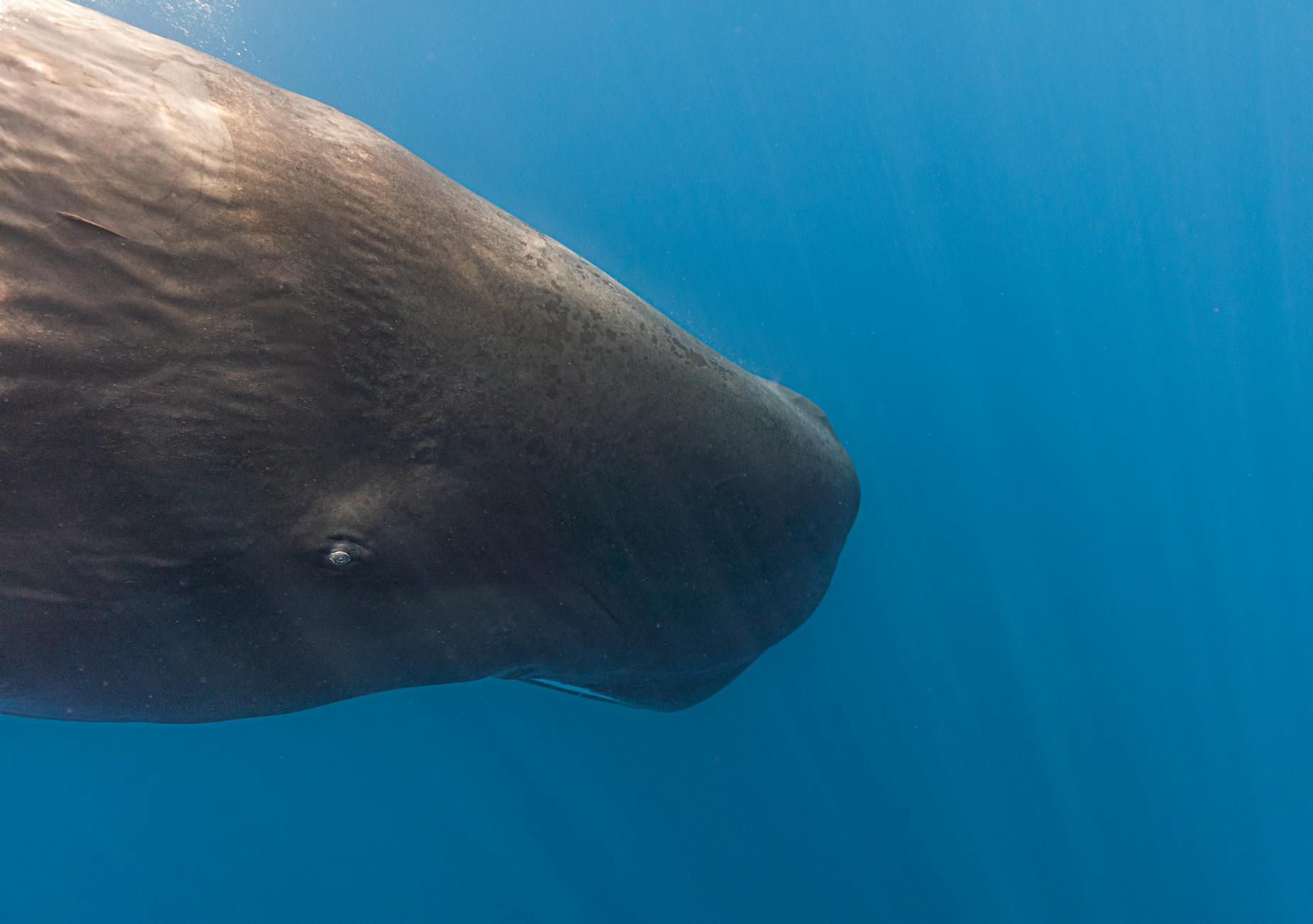 Close-up of a sperm whale swimming underwater