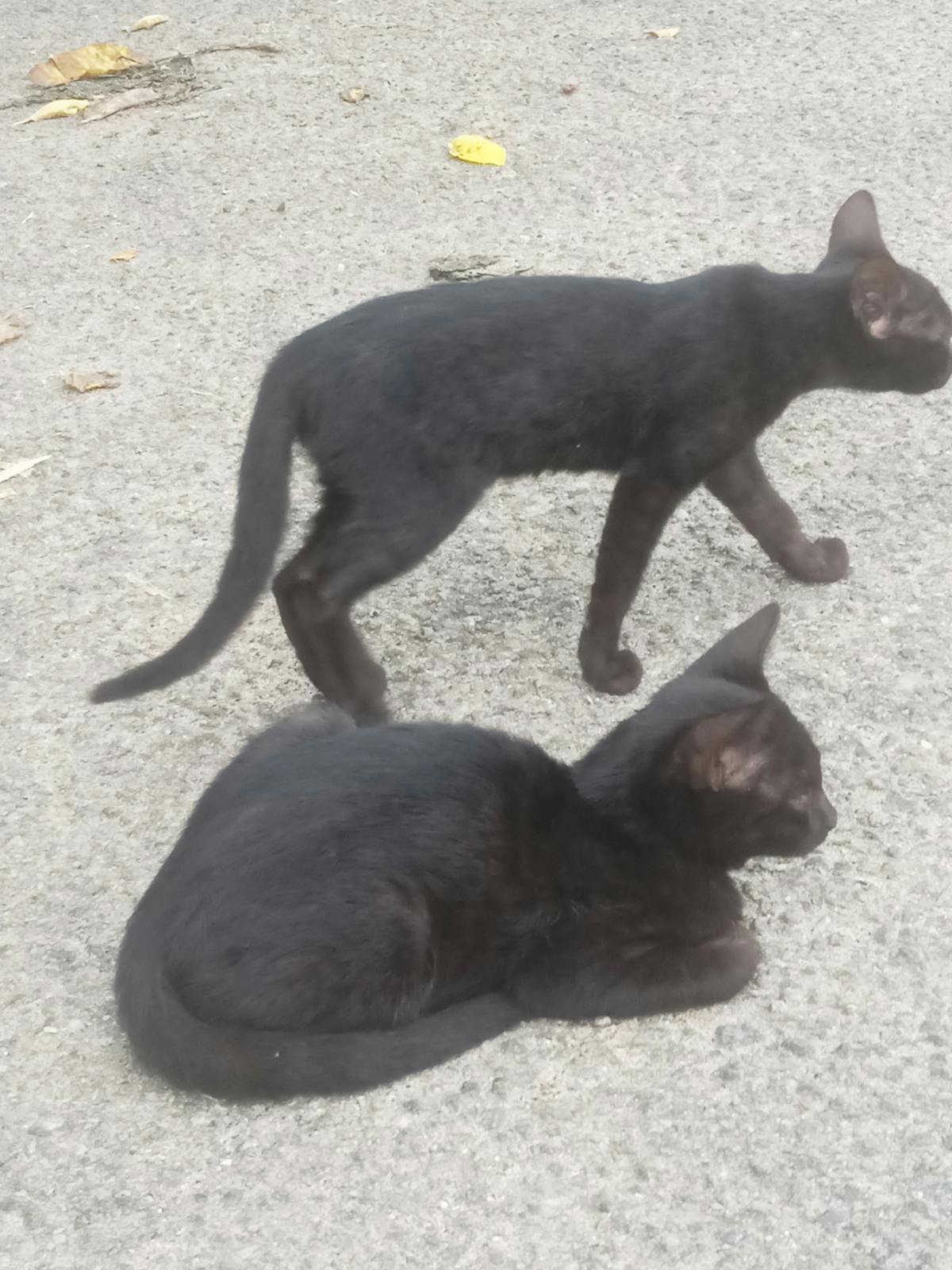 Historic stone palace building in Split old town Croatia