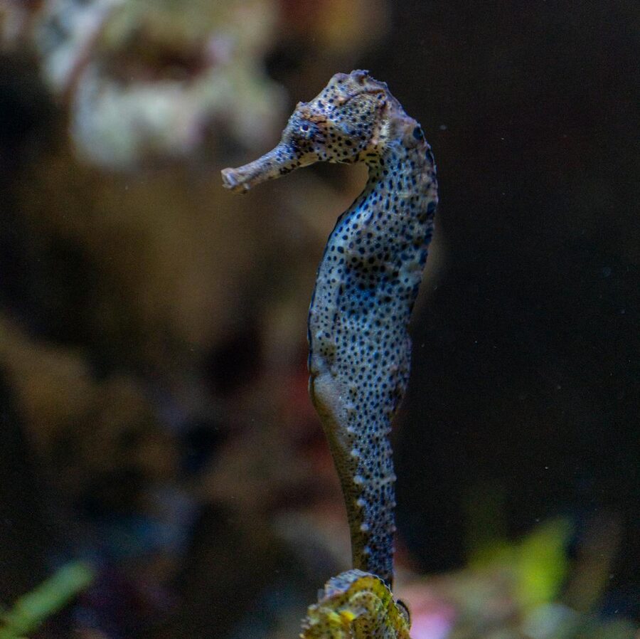 Spotted seahorse swimming underwater among marine vegetation