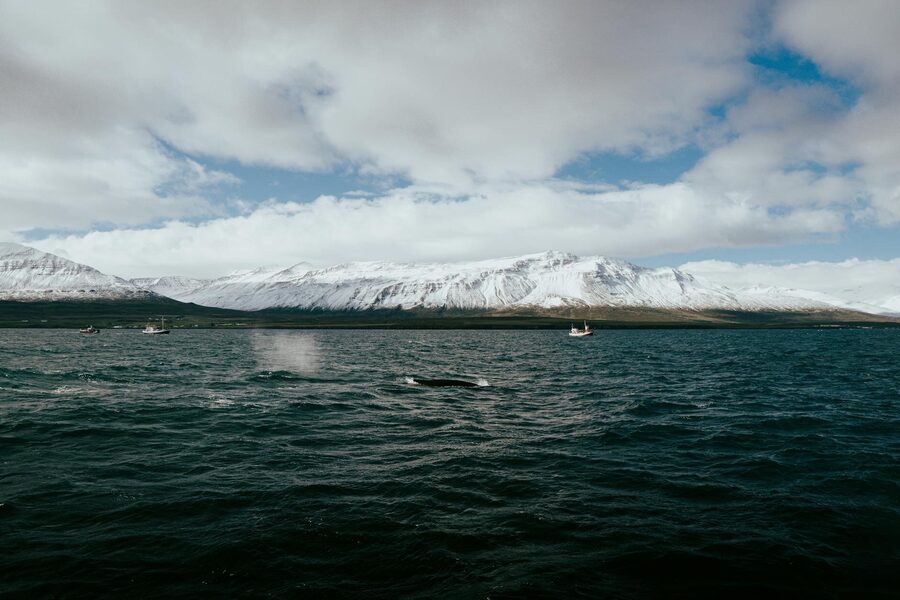 Stunning view of whale watching in Árskógssandur with snow-capped mountains and sailing boats.