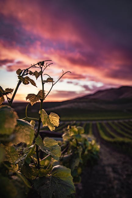 Golden sunset light over vineyard rows in Spanish wine country