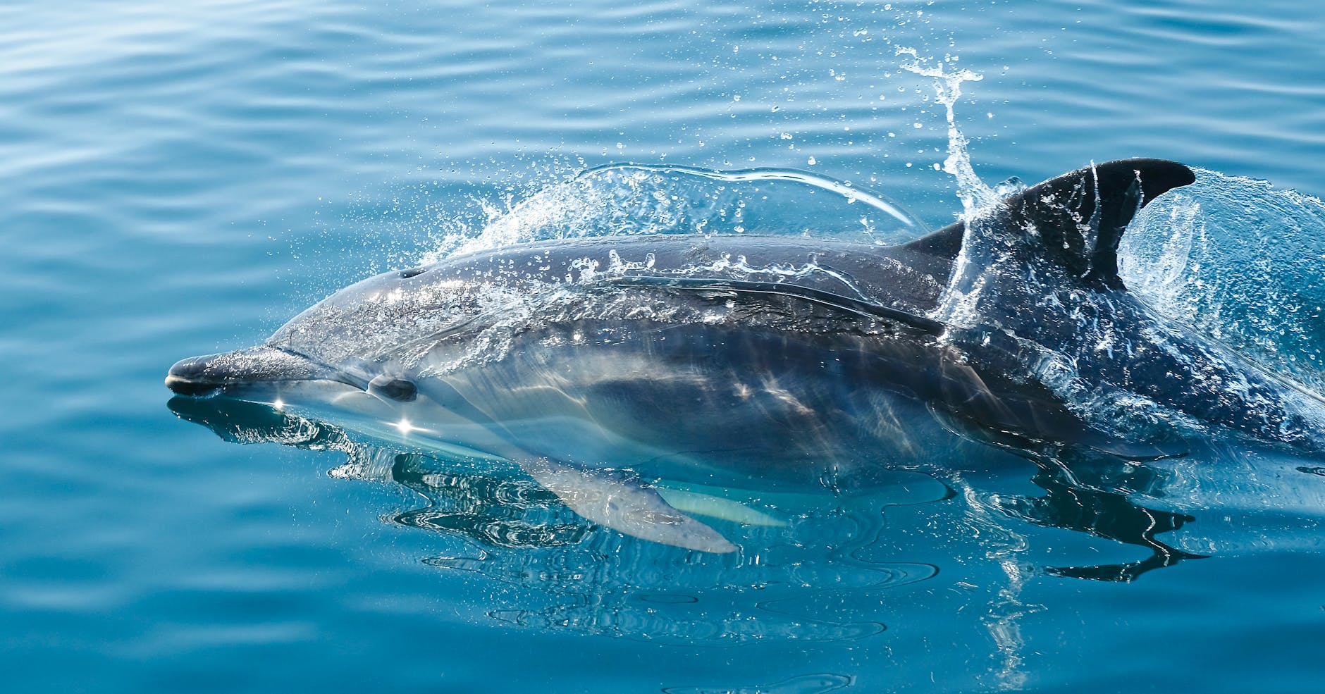 Three dolphins gliding together through crystal clear blue ocean water