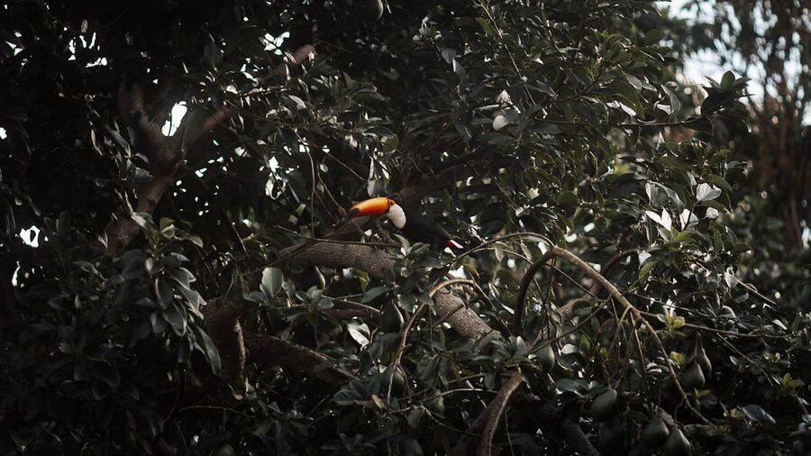 Toucan partially hidden by dense green leaves showing its bright beak
