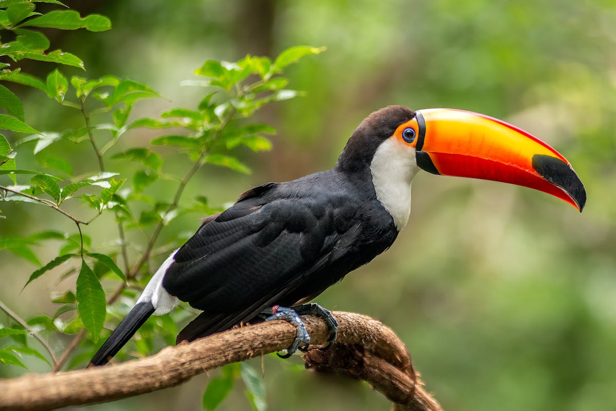 Tropical toucan with large orange and yellow beak sitting on a branch