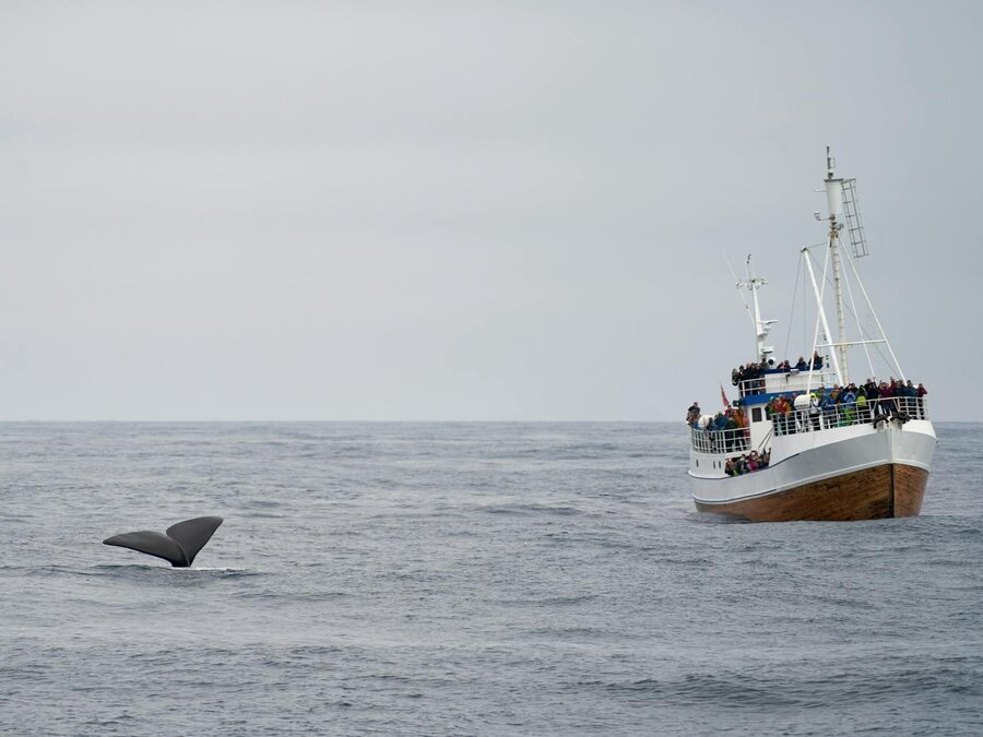 Traditional boat with travelers floating in sea during whale watching
