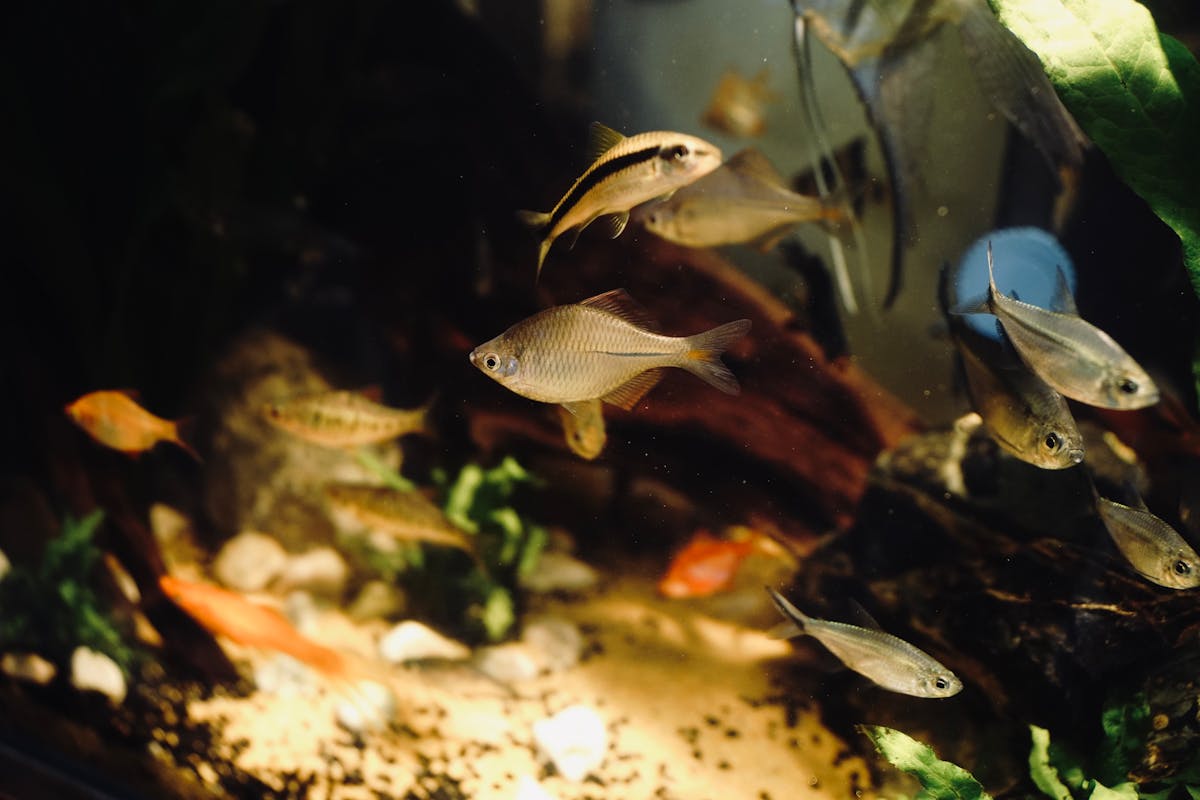 Colorful tropical fish in an aquarium with plants