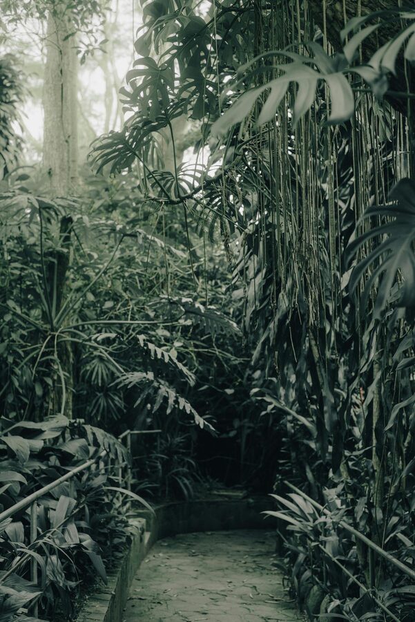 Tropical pathway surrounded by dense green jungle plants and tall trees