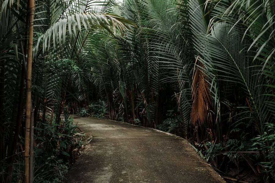Walking path surrounded by tall palm fronds and tropical greenery