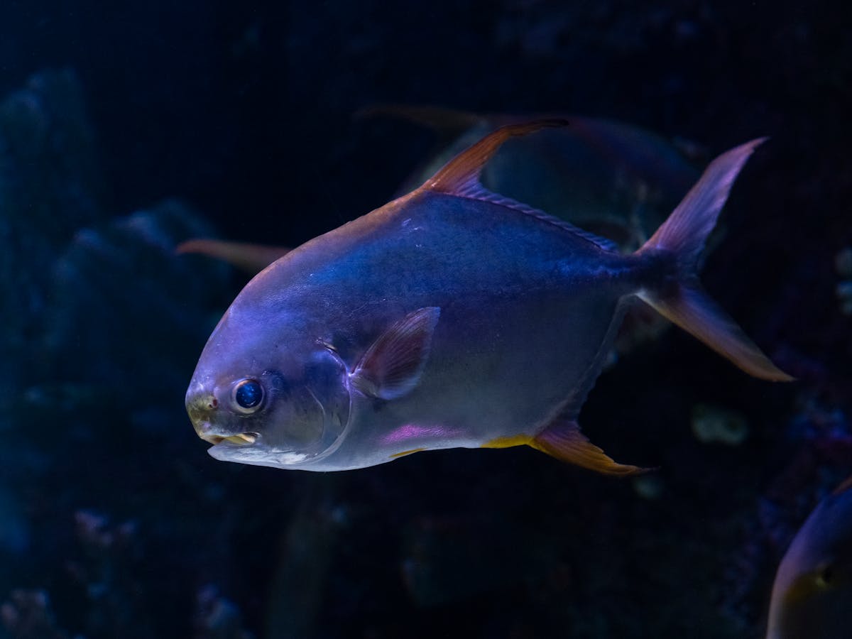 Beautiful tropical fish swimming in a dark aquarium setting