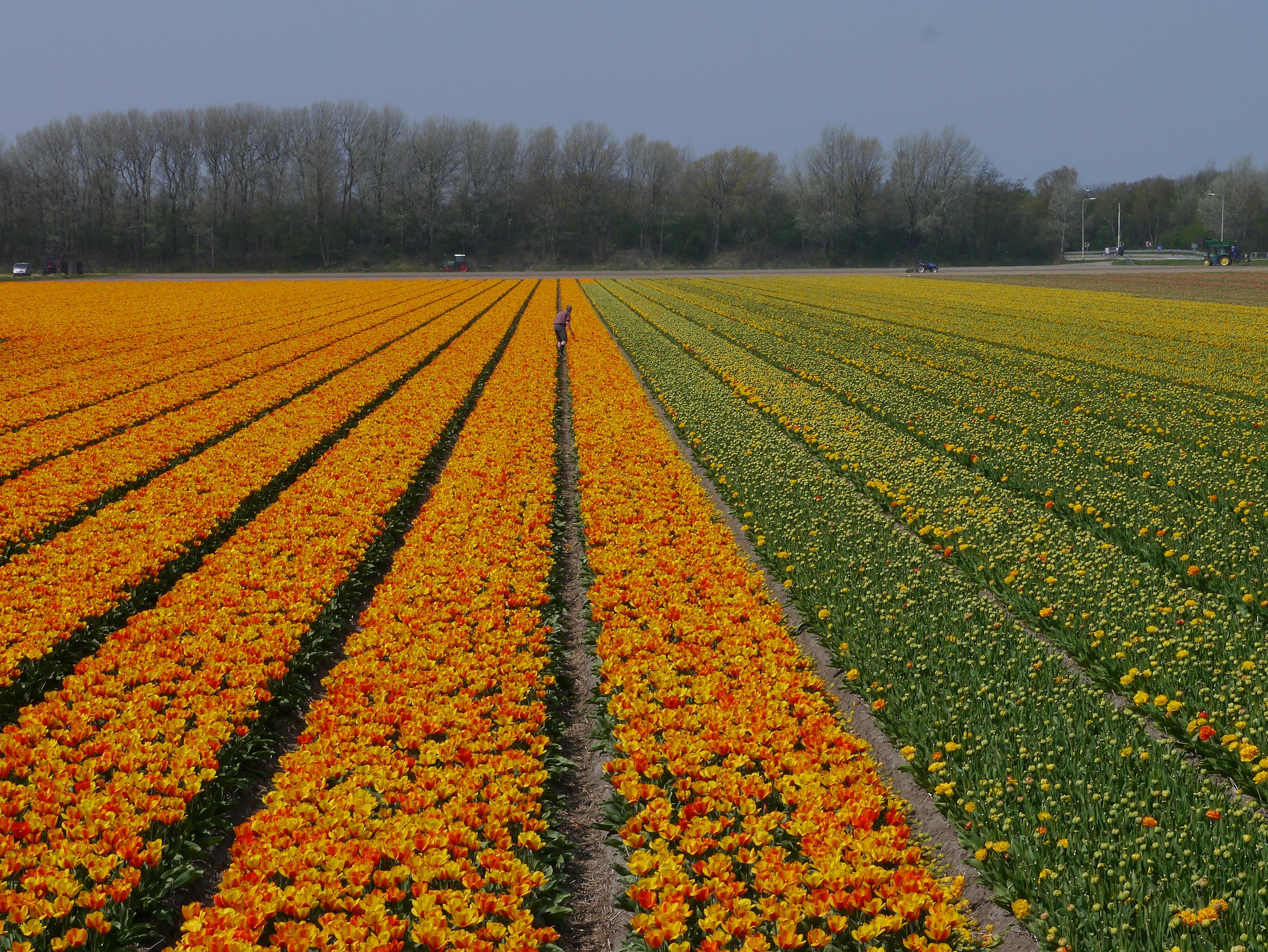 Colorful rows of tulips in a vast Dutch flower field in Zuid-Holland