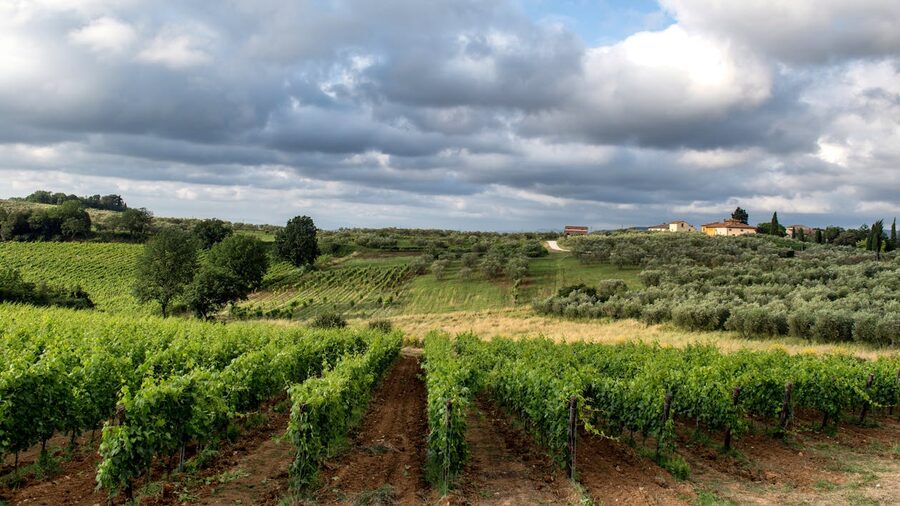 Lush vineyard rows stretching across rolling Tuscan hills near Siena with dramatic clouds