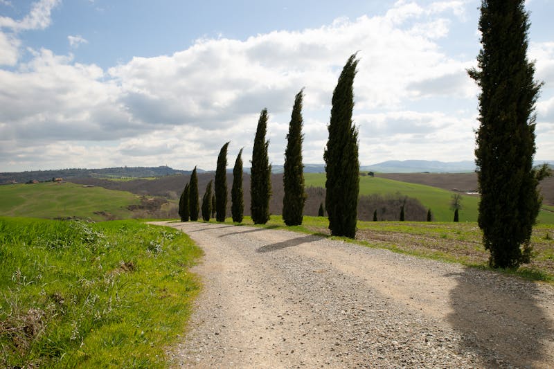 A dirt road lined with tall cypress trees under bright sky in rural Tuscany