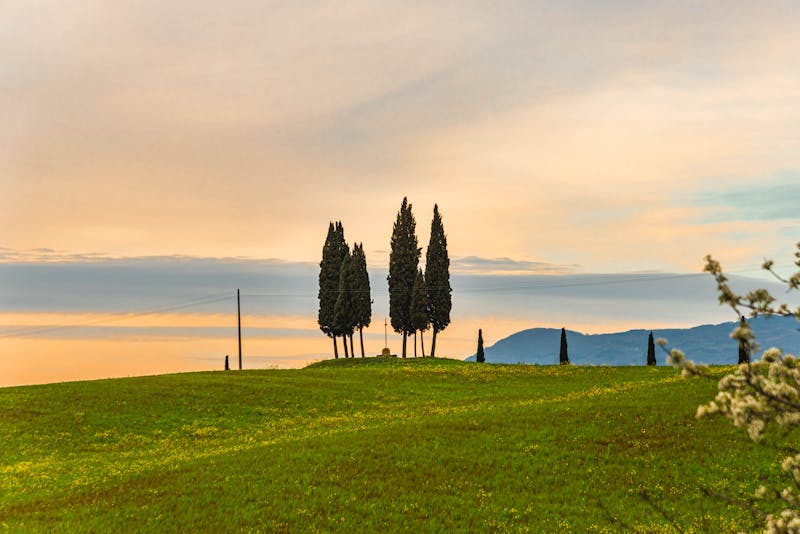Beautiful Tuscan cypress trees silhouetted against golden rolling hills at sunset