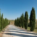 A cypress-lined road cutting through rolling green Tuscan hills under blue sky