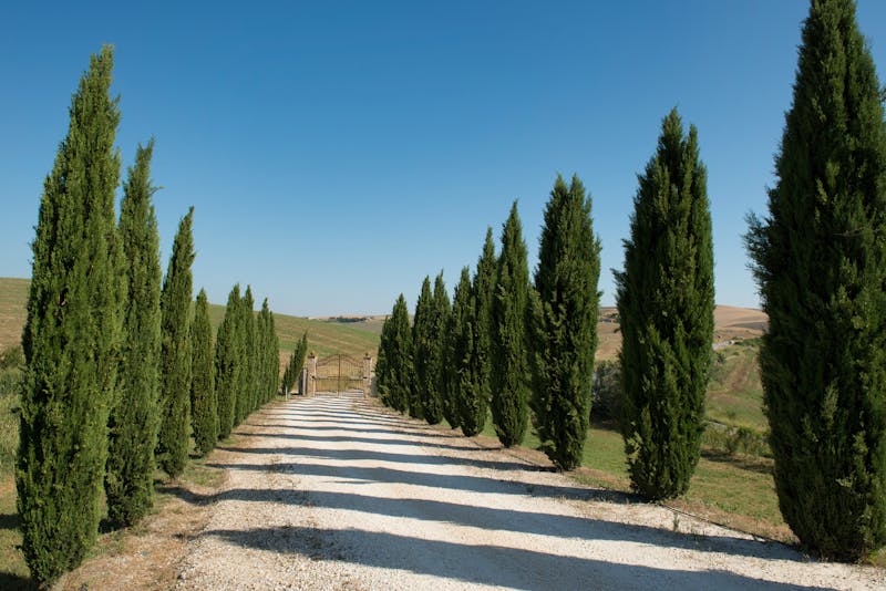 A cypress-lined road cutting through rolling green Tuscan hills under blue sky