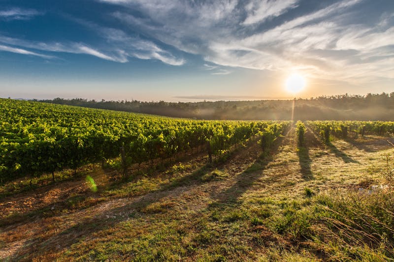 Rows of grapevines in a Tuscan vineyard at sunrise with golden light and long shadows