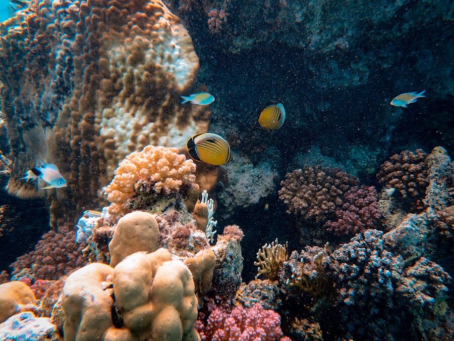 Vibrant underwater coral reef teeming with colorful marine life