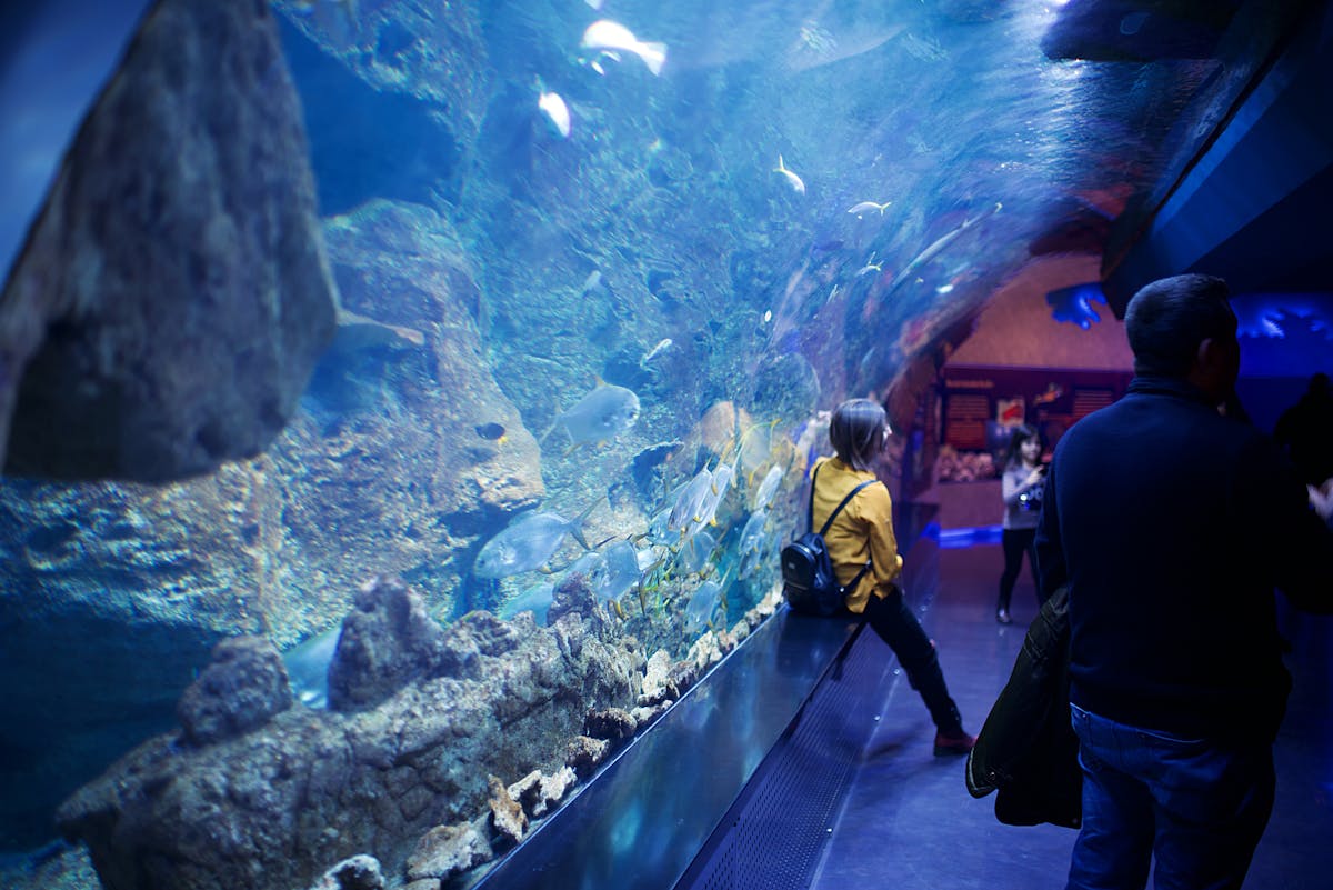 Woman sitting near an aquarium underwater tunnel with diverse marine life