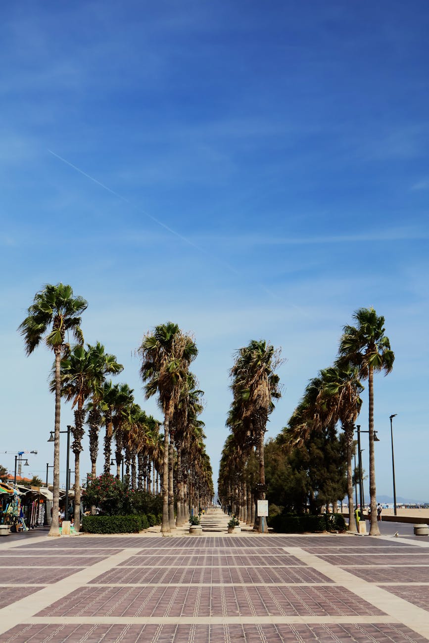 Valencia beach promenade with palm trees