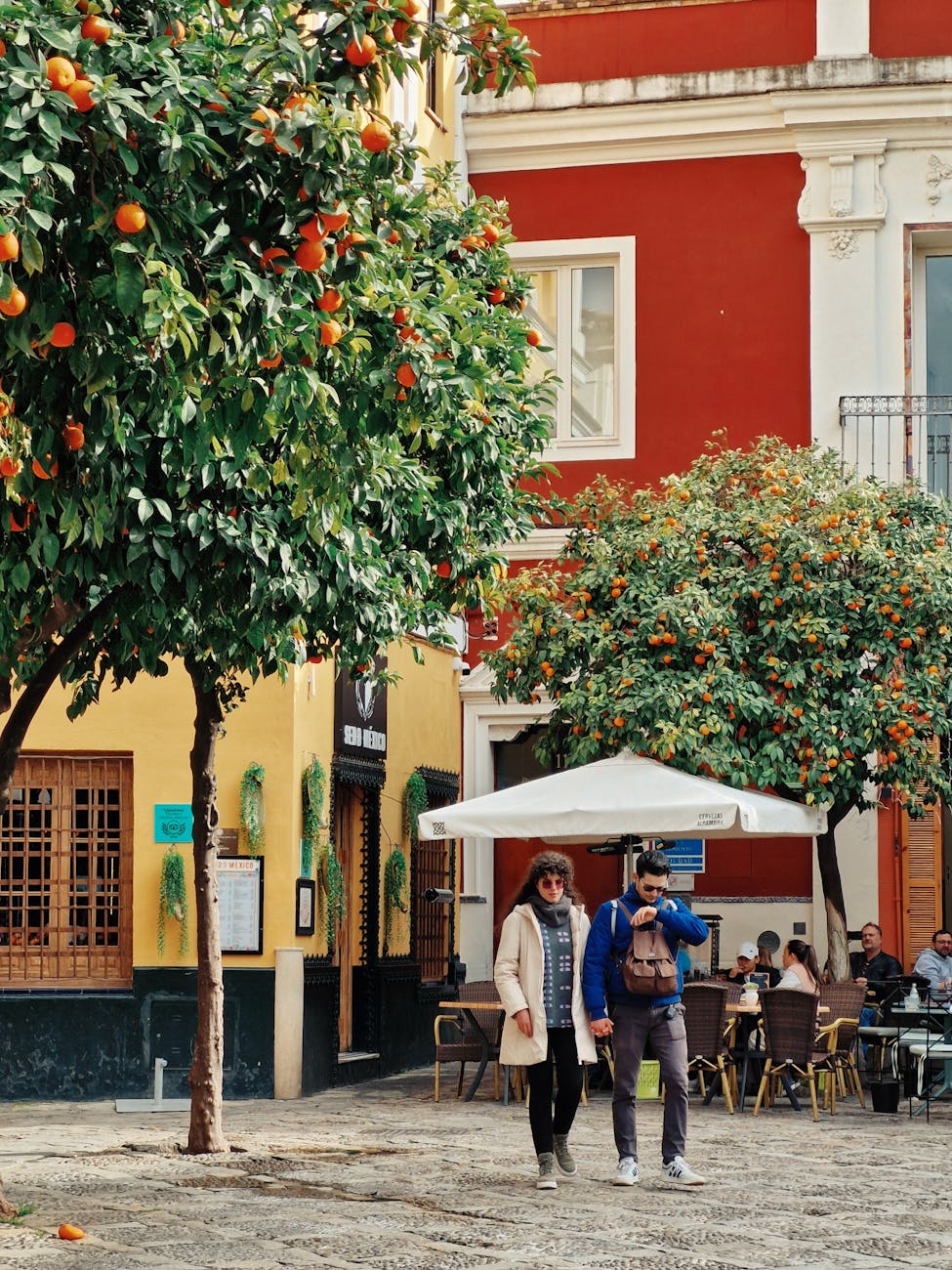Orange trees lining a street in Valencia, Spain