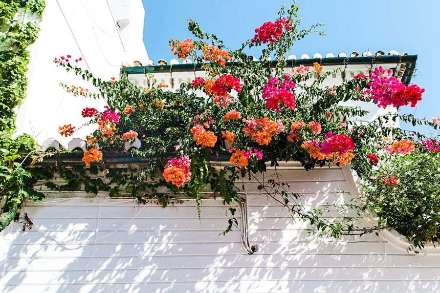 Bright bougainvillea flowers blooming against a whitewashed wall under blue sky in Cordoba