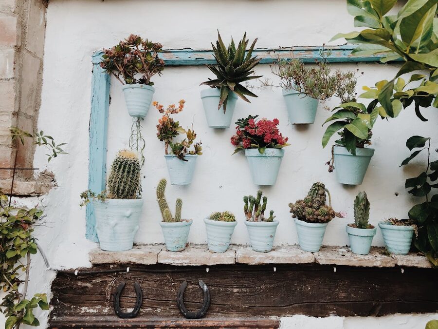 A rustic display of various succulents and cacti in clay pots on a wall in Cordoba