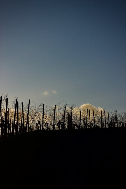 Rows of grapevines silhouetted against a golden sunset