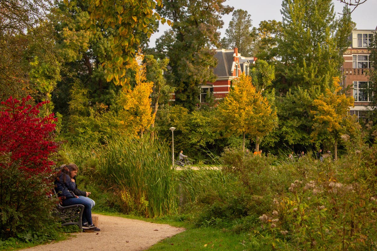 Peaceful autumn scene with golden foliage and a canal in Amsterdam