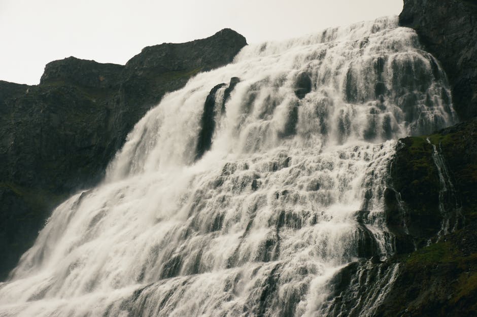 Iceland coastline seabirds cliff