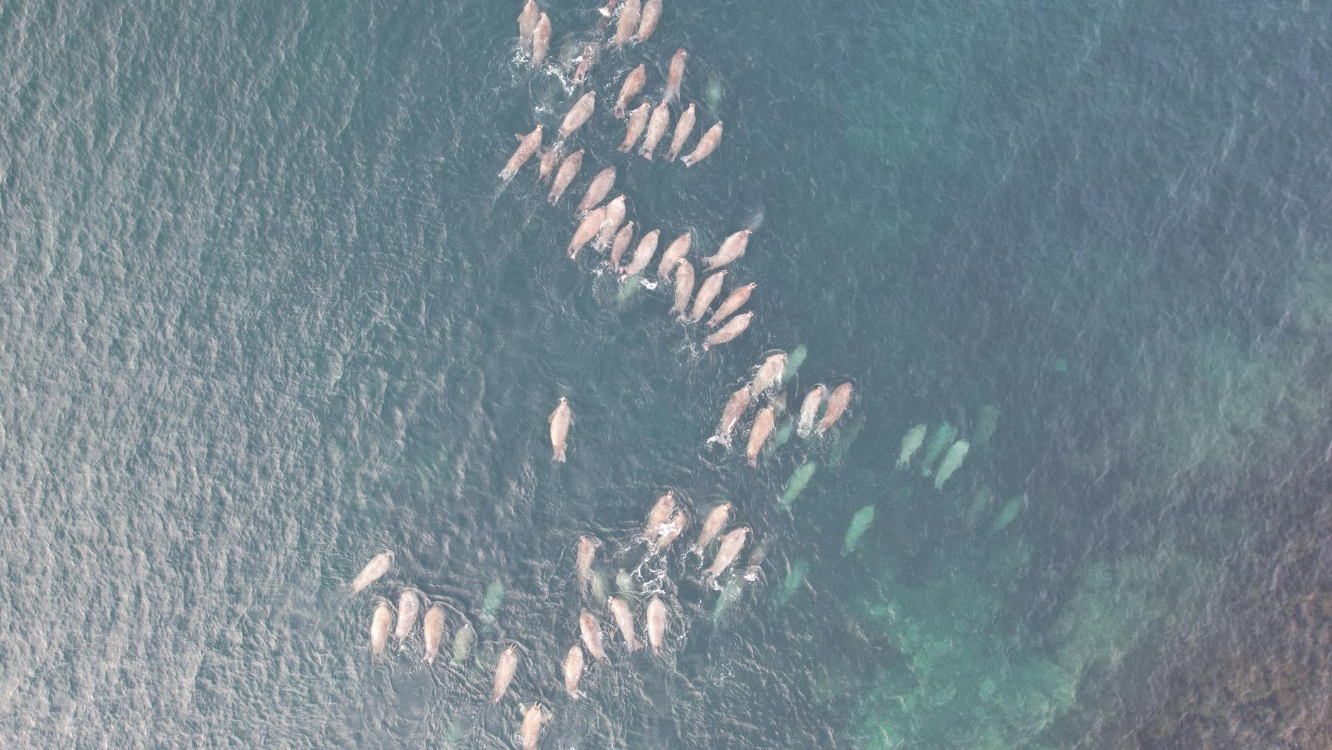 Drone view of a pod of whales swimming in the ocean from above
