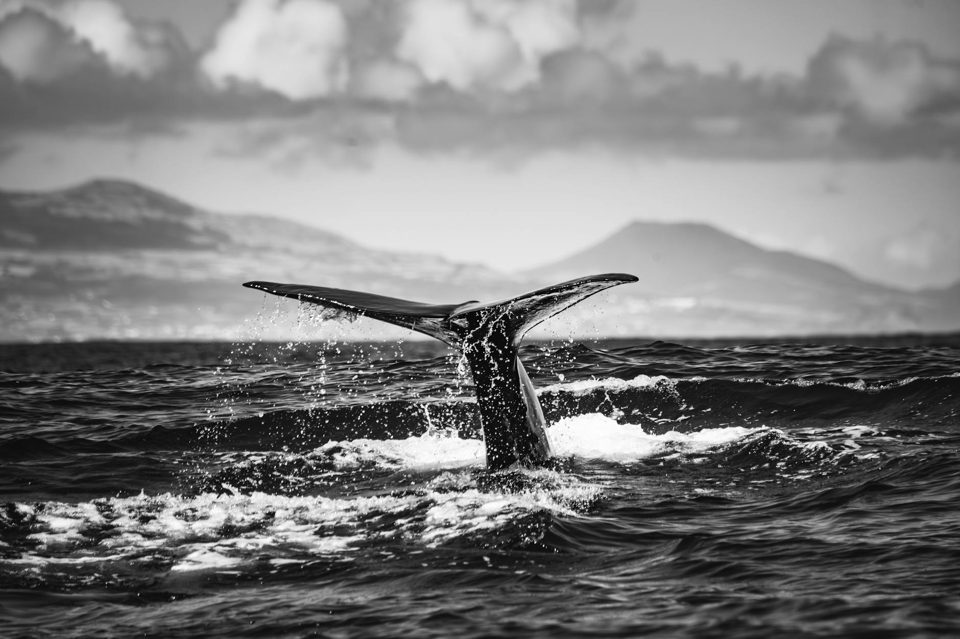 Black and white whale tail emerging from ocean with mountains in background