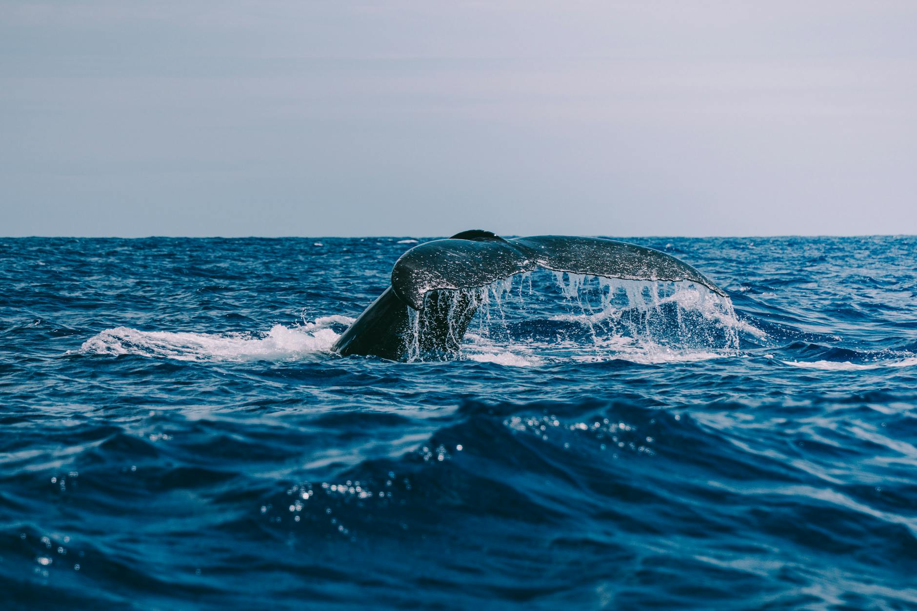Dramatic view of whale tail silhouetted against the ocean