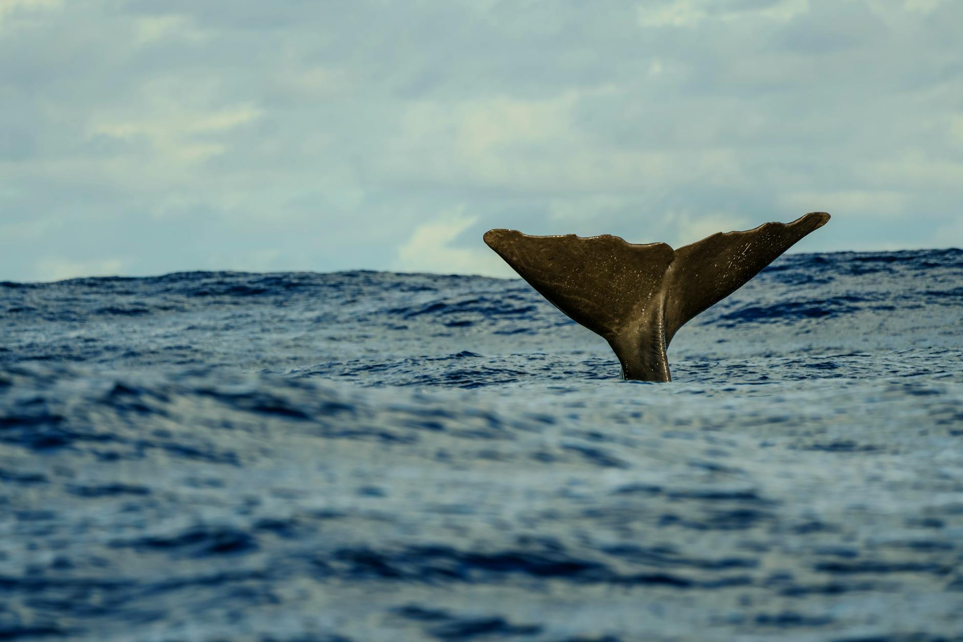 Whale tail breaking the ocean surface with scenic backdrop